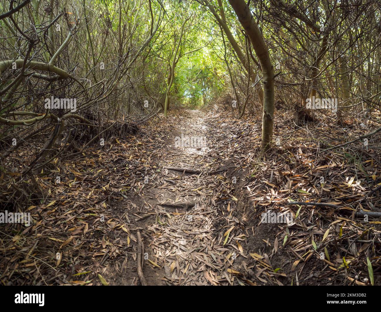 Narrow footpath leading through dense green mediterranean vegetation ...
