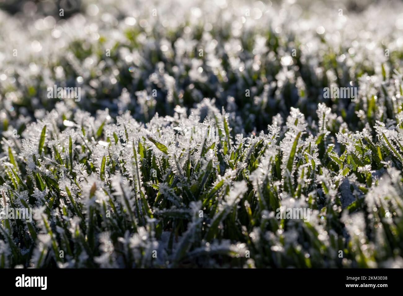 grass covered with ice and frost in the winter season, grass freezes ...