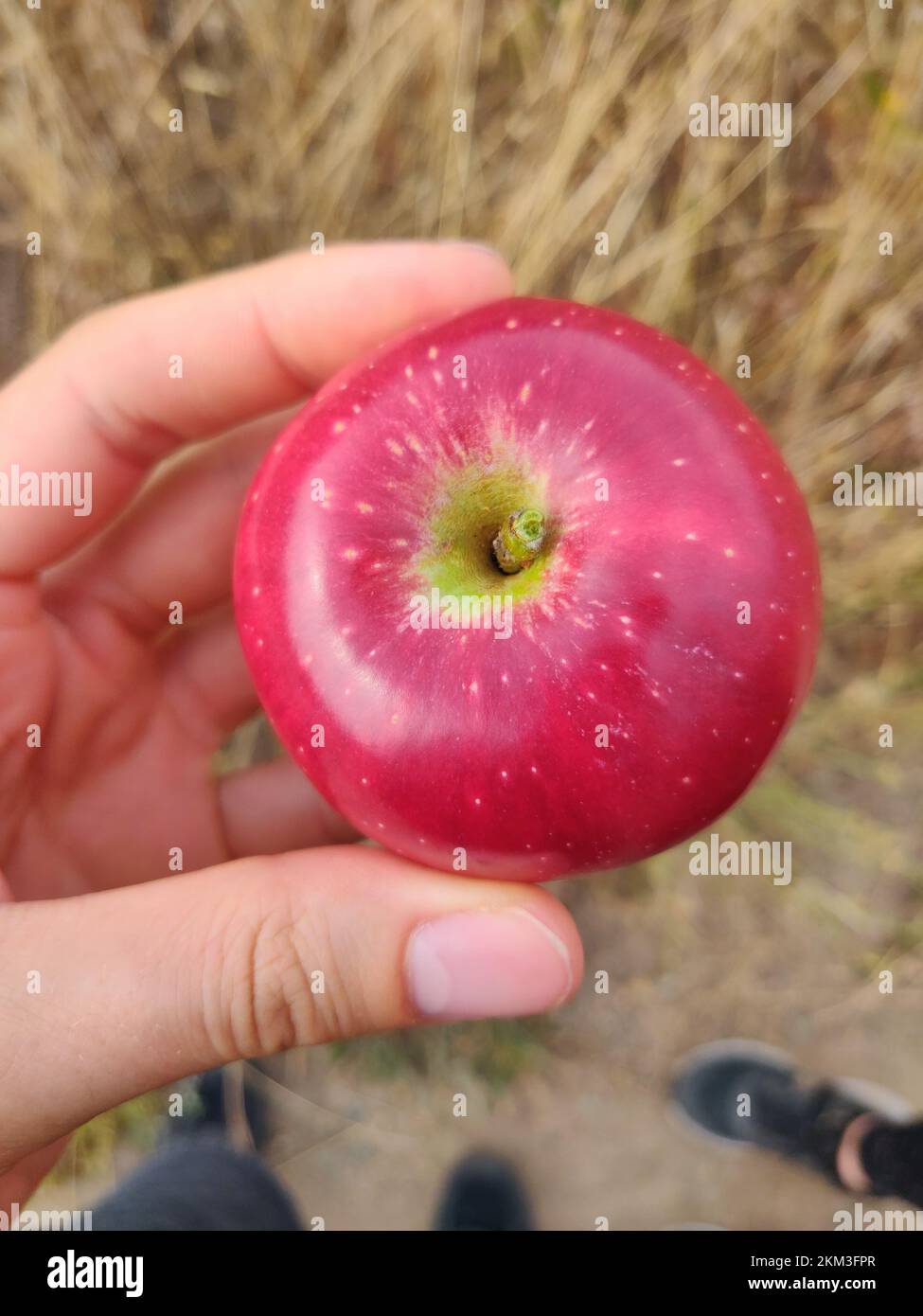 A closeup shot of a man holding a small red apple Stock Photo - Alamy