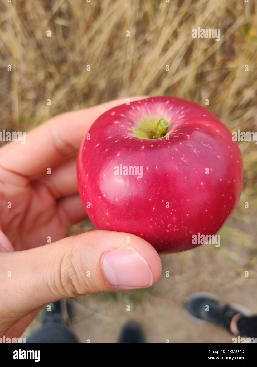 Red apple fruit small hi-res stock photography and images - Alamy