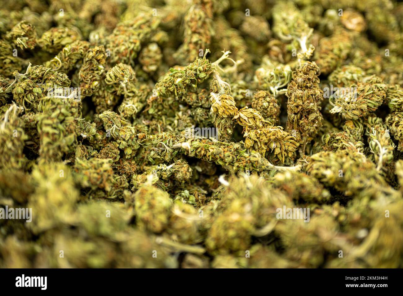 macro details of marijuana buds, cannabis buds and inflorescences ...