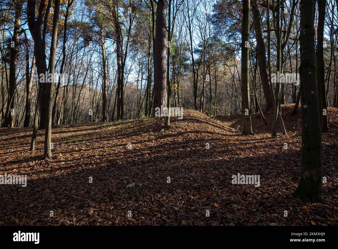 autumn landscape with deciduous trees in the forest, deciduous trees ...