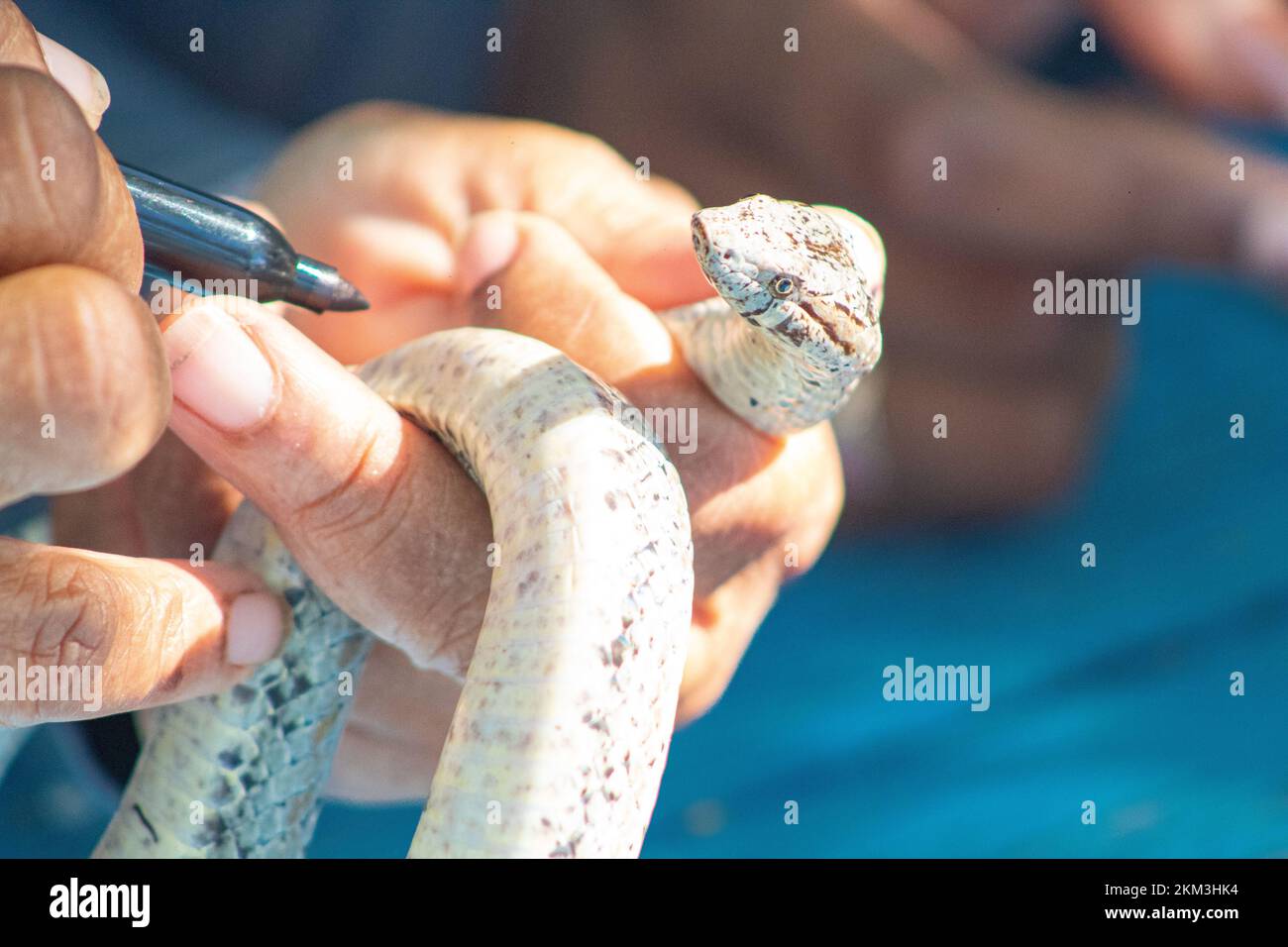 Human snake tongue hi-res stock photography and images - Alamy