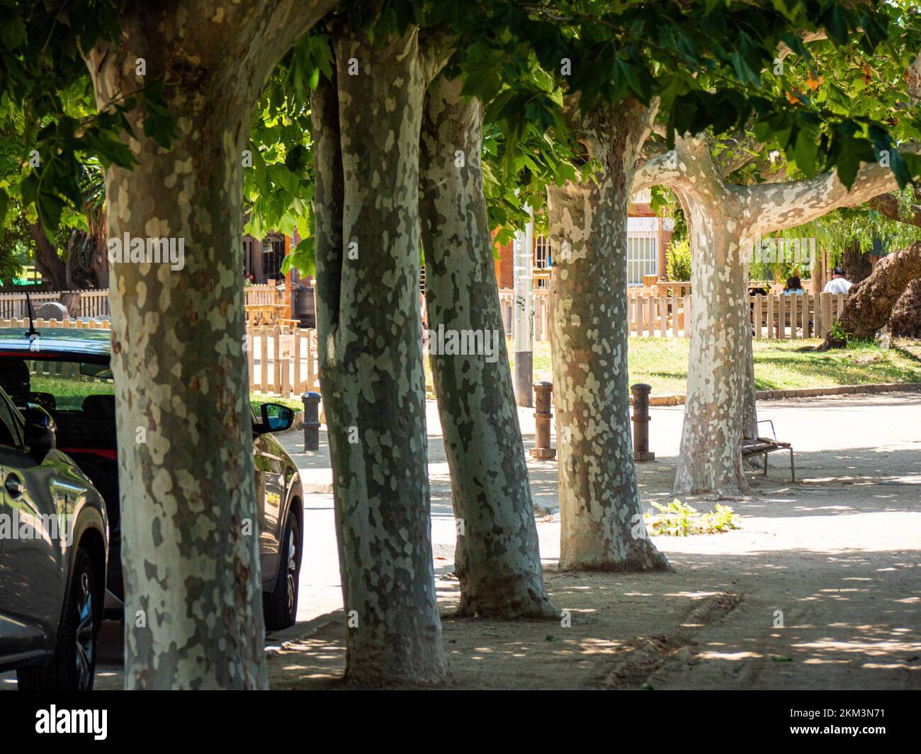 A line of platan trees by the street Stock Photo - Alamy