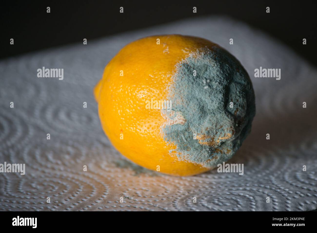 Expired lemon with growing mold. White kitchen paper Stock Photo - Alamy