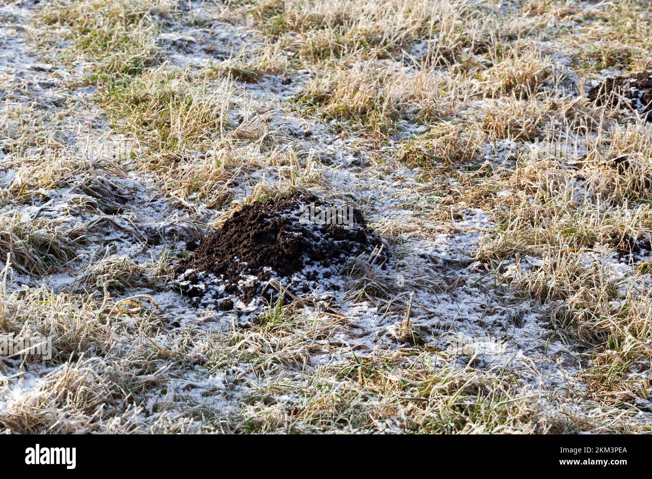 mole holes frozen in winter, a mole hole in frost in winter Stock Photo ...