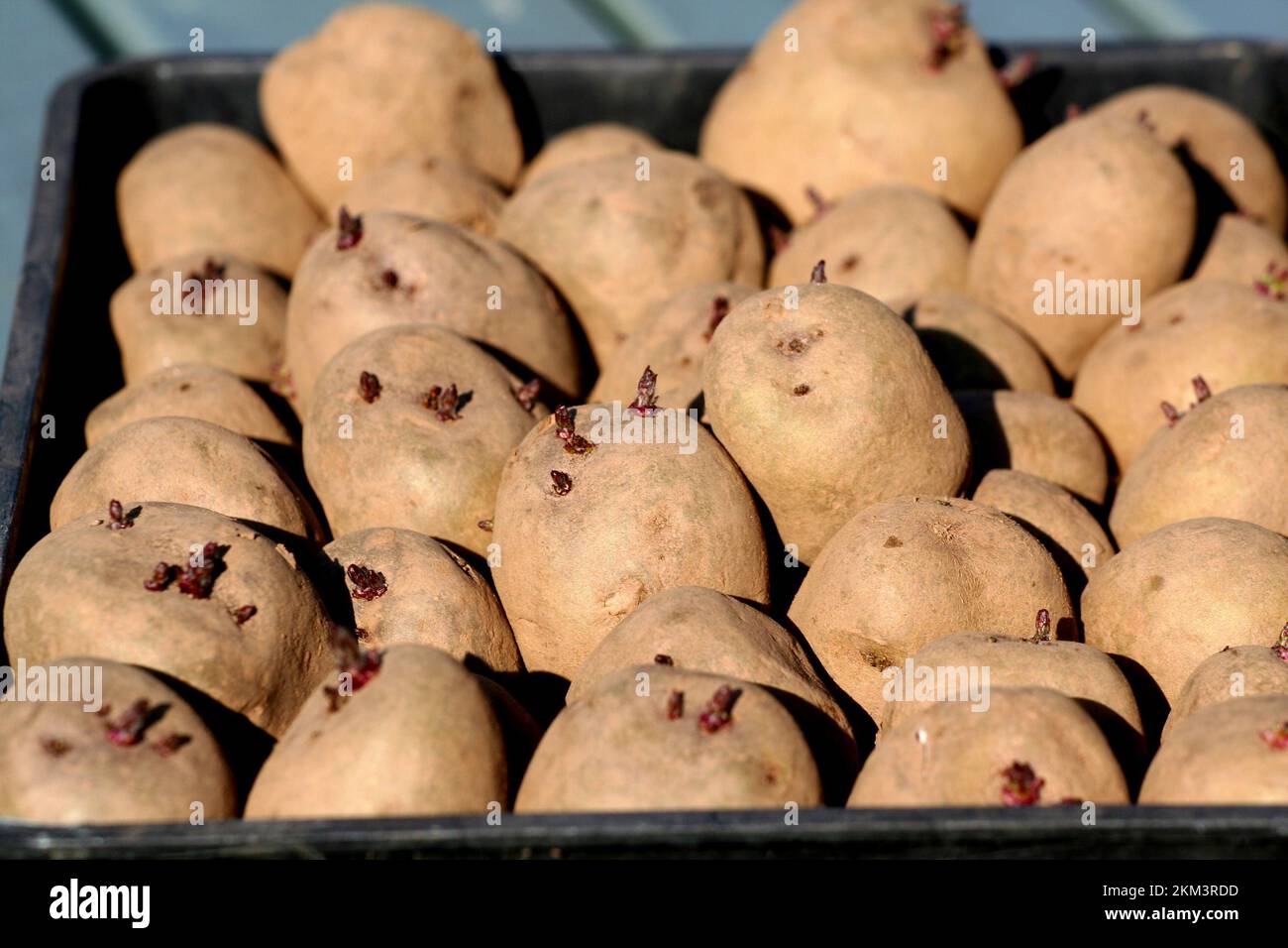 Seed potatoes in a box chitting or left to produce new shoots to plant ...