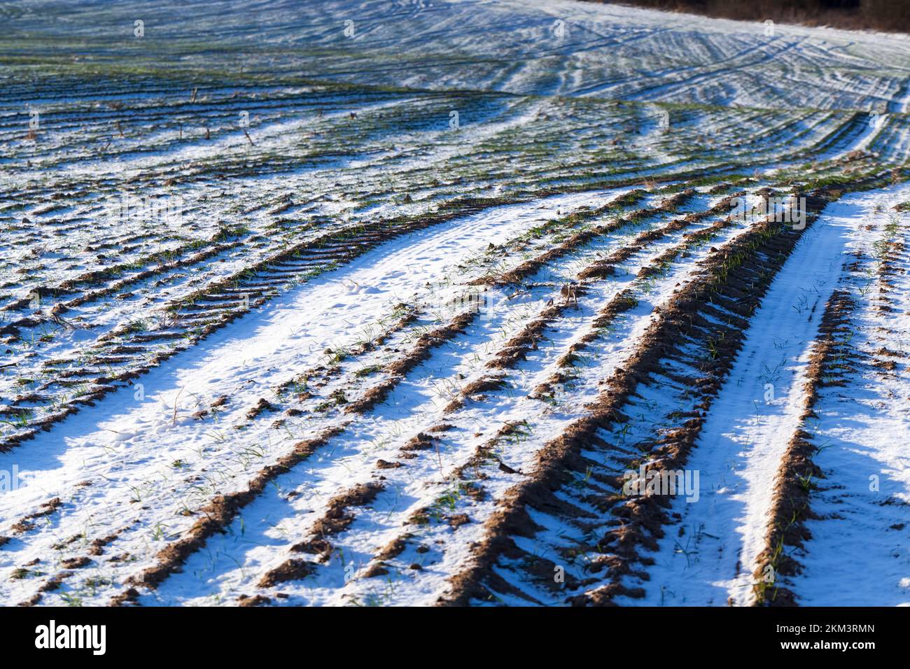 an agricultural field where young green cereal rye grows, small winter ...