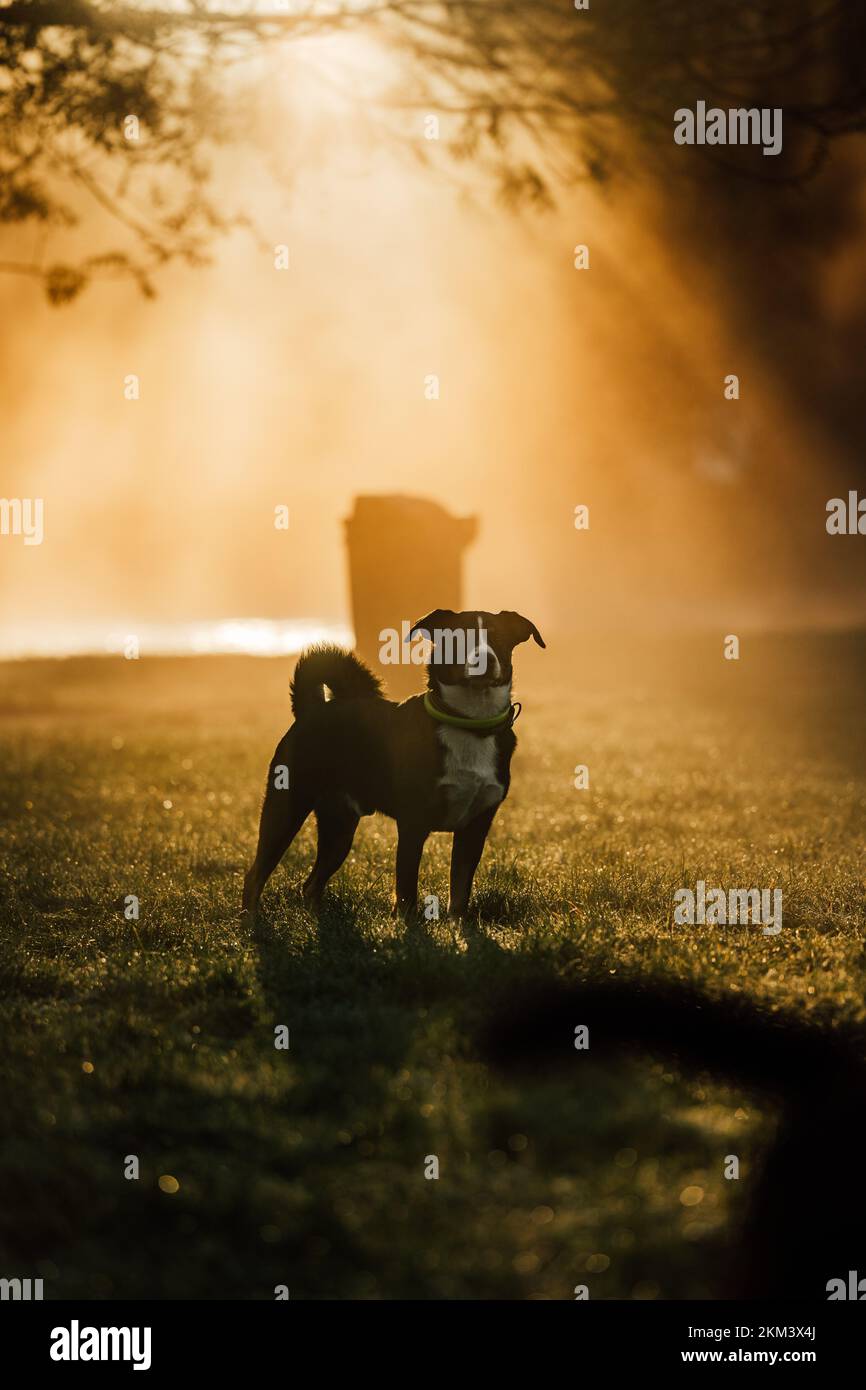 A vertical shot of a Border Collie on a field during sunset Stock Photo ...