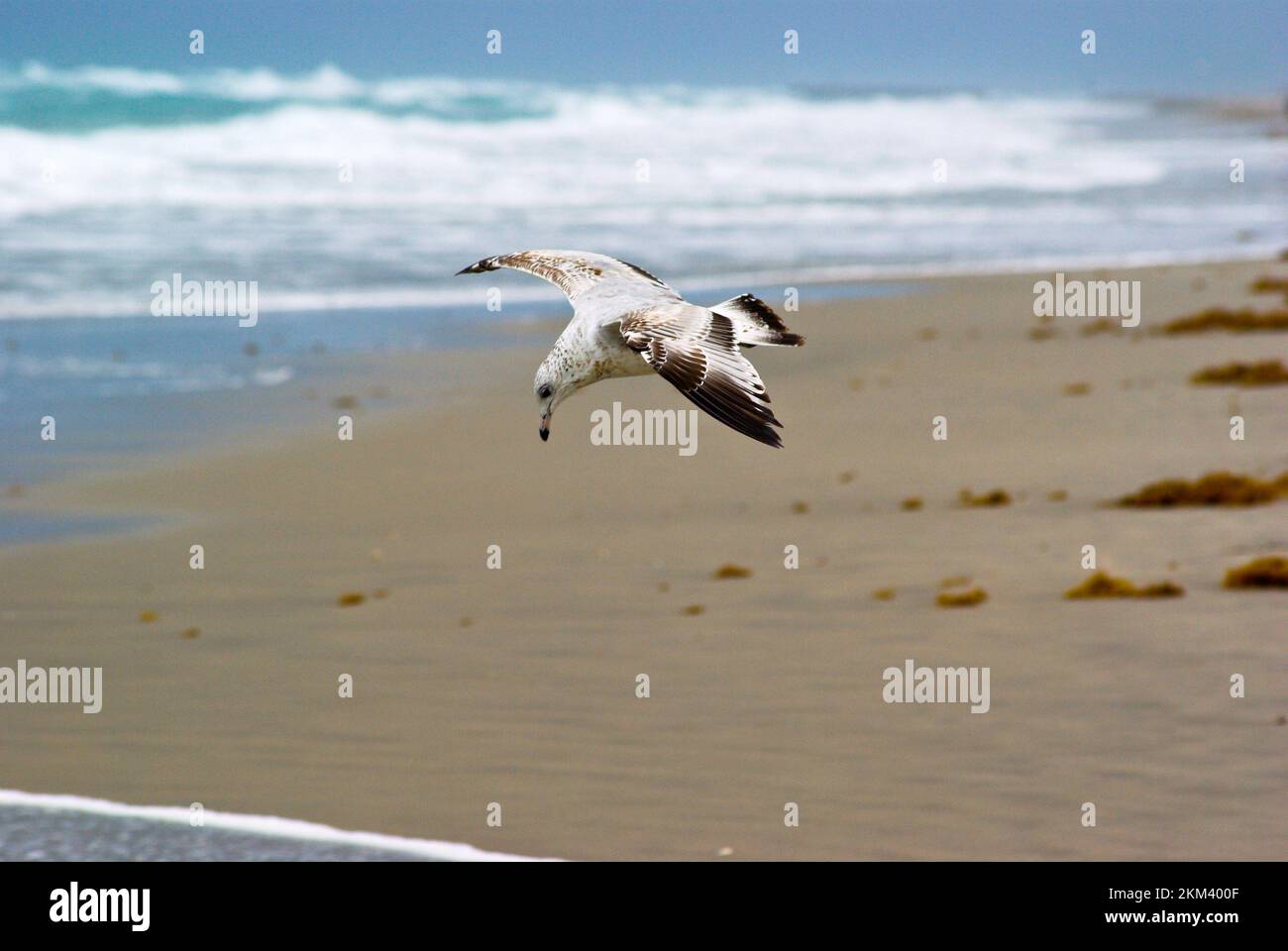 A close-up shot of a white gull flying over a sandy beach Stock Photo ...