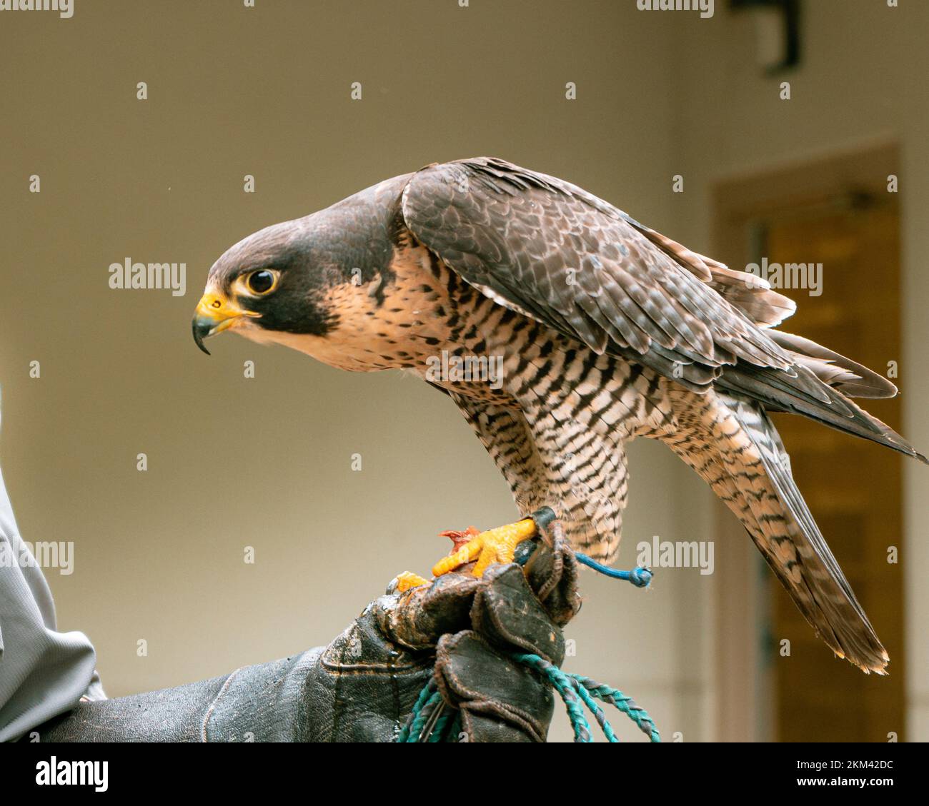 Peregrine falcon perched hi-res stock photography and images - Alamy