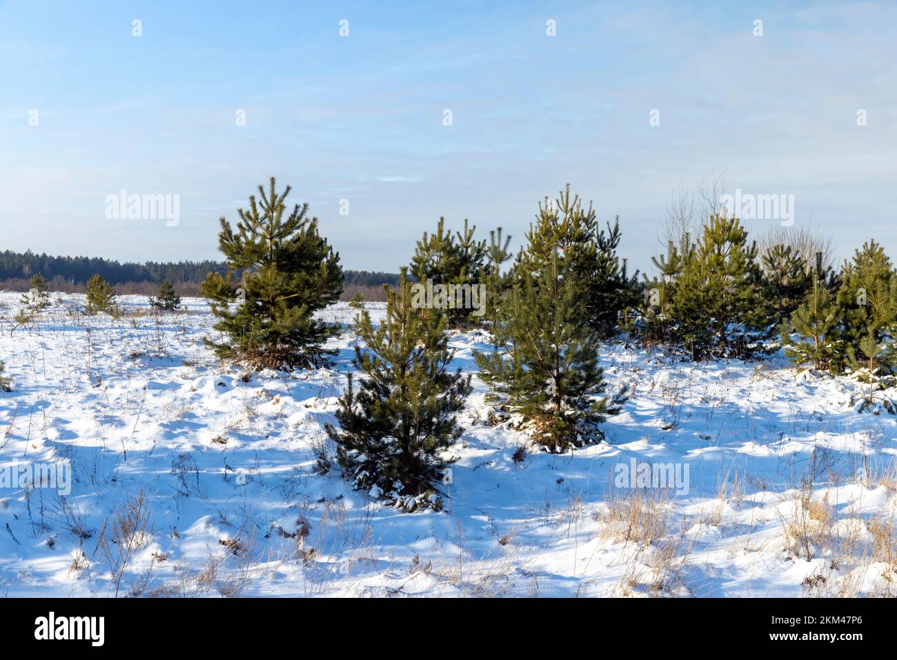 winter season with snowdrifts after snowfall, fresh and clean snow in ...