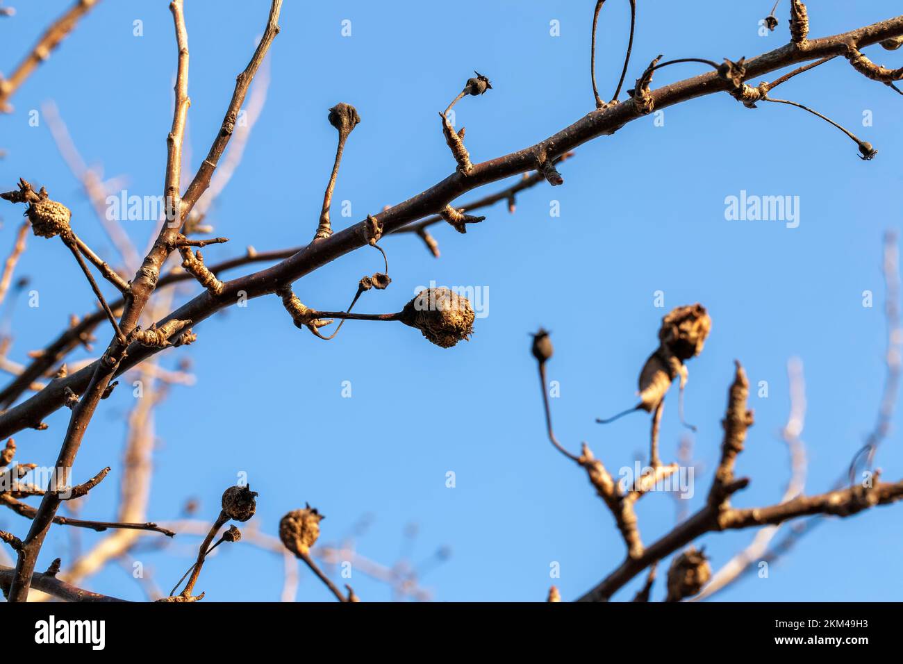 rotten pears hanging on the branches of a tree whose harvest has not ...