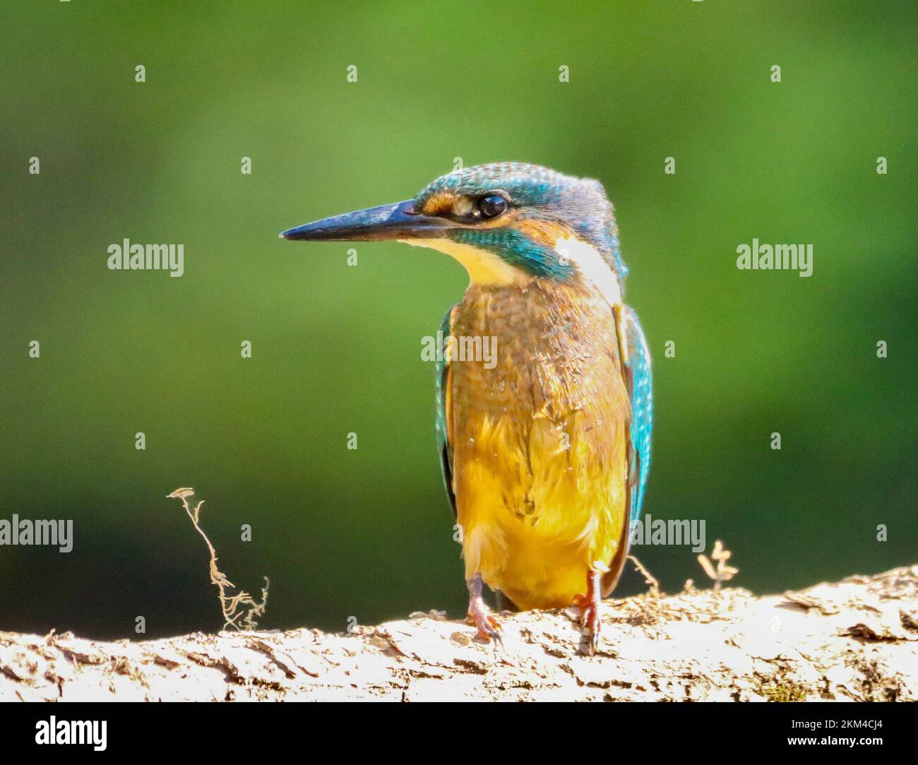 A closeup of a cute small kingfisher bird perched on the tree branch ...