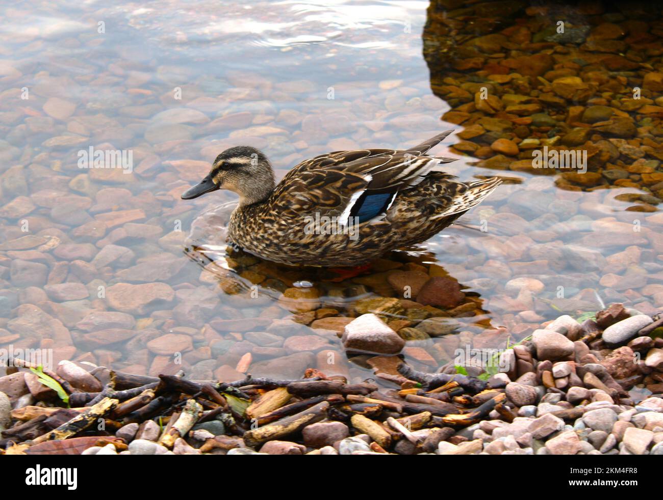 An adorable duck swimming floating on a small body of water Stock Photo ...