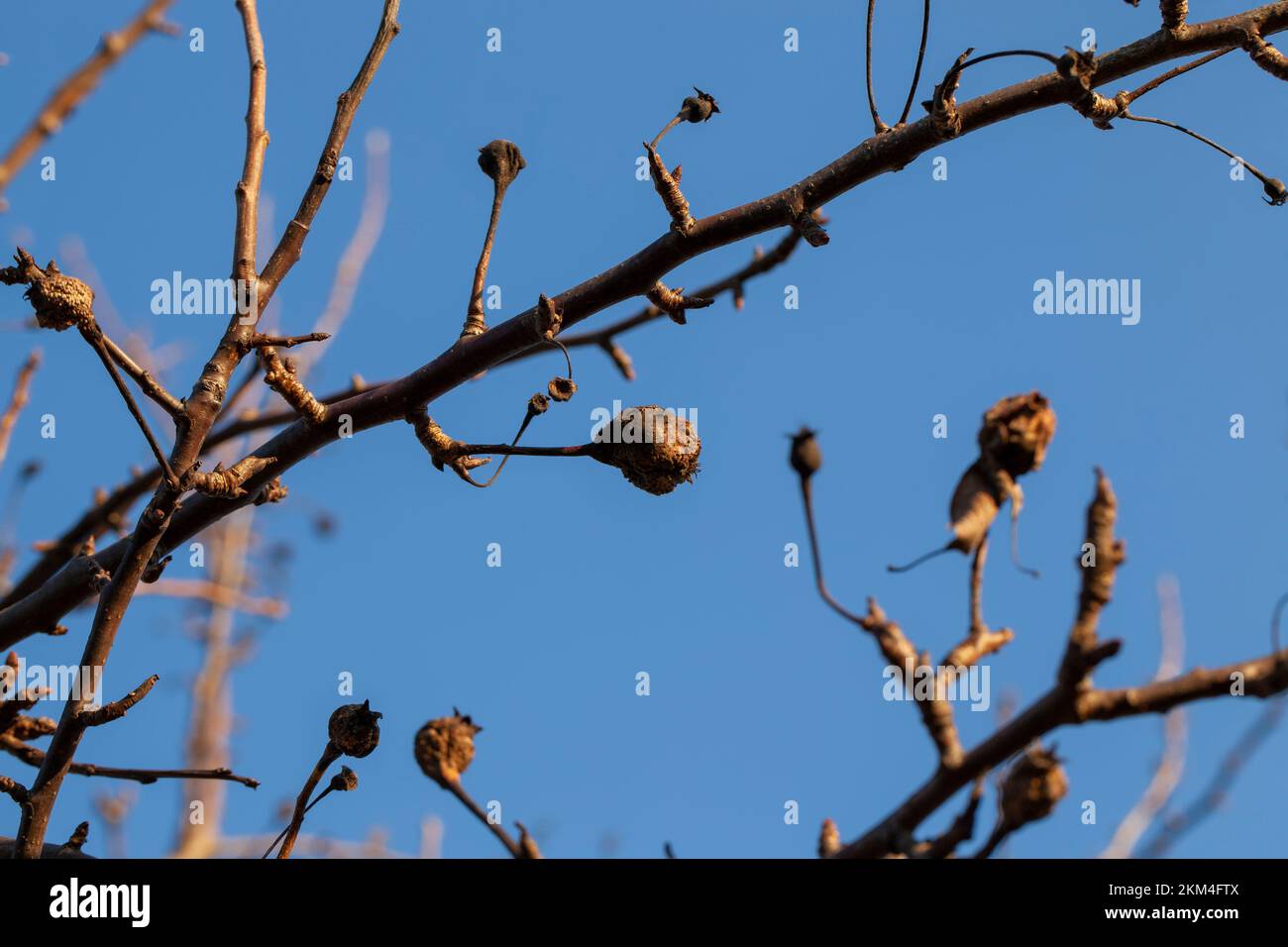 rotten pears hanging on the branches of a tree whose harvest has not ...
