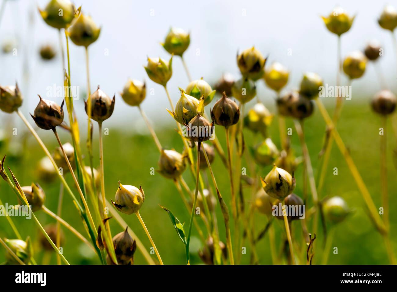 growing a flax crop to harvest seeds and straw for fabric making, an ...