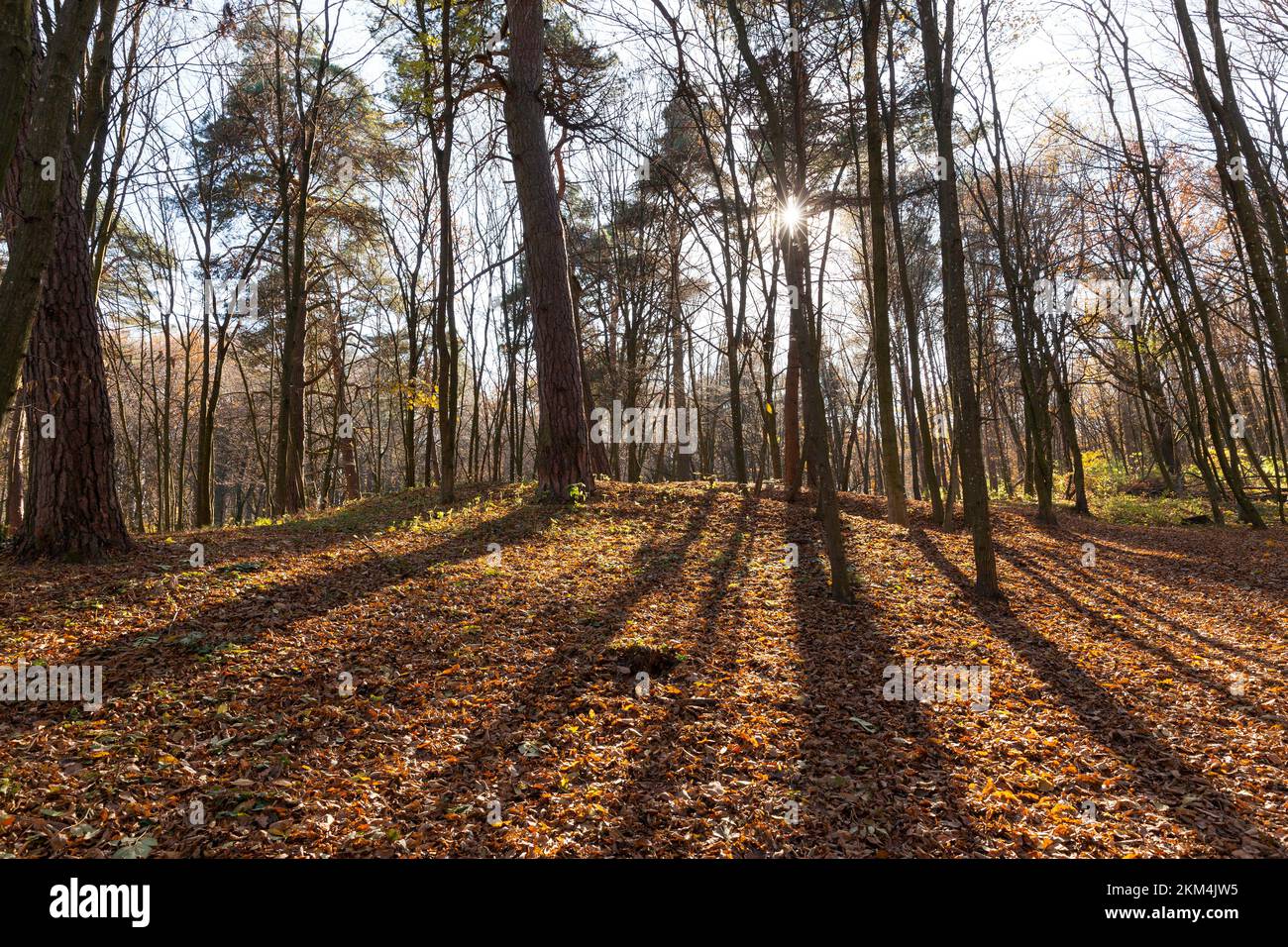 deciduous trees in the autumn season during leaf fall, mixed forest ...