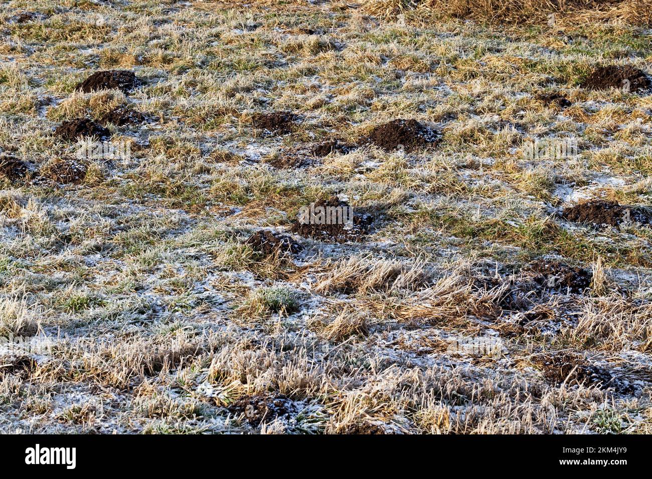 mole holes frozen in winter, a mole hole in frost in winter Stock Photo ...