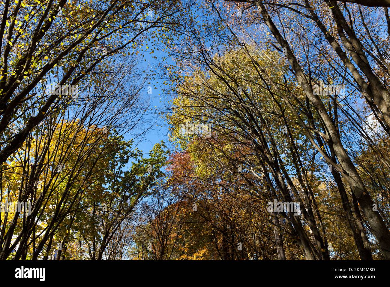 trees in a mixed forest during leaf fall, autumn forest with different ...