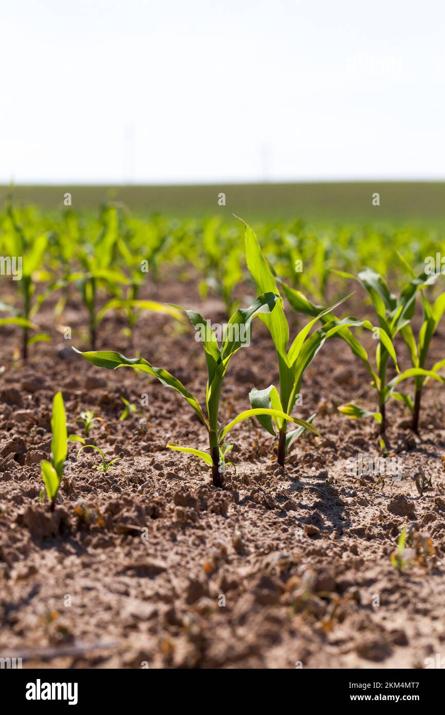 green young corn in an agricultural field, a field where green sprouts ...
