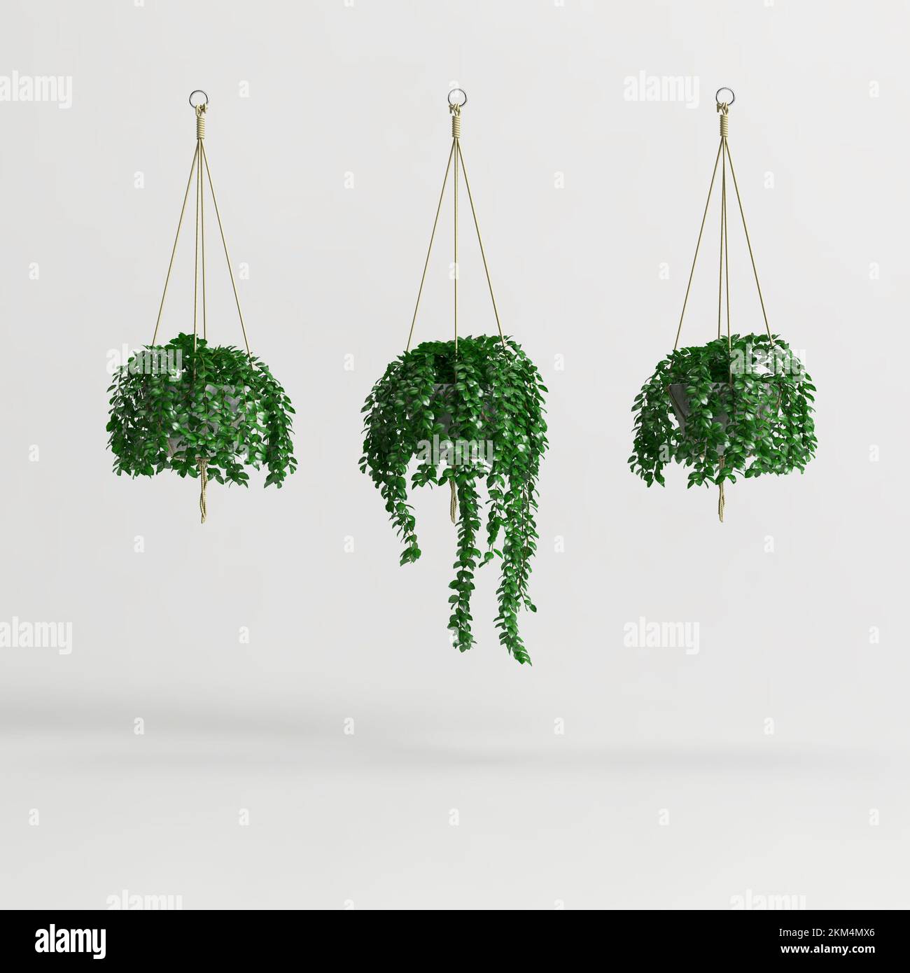 3d illustration of set hanging plant isolated on white background Stock ...