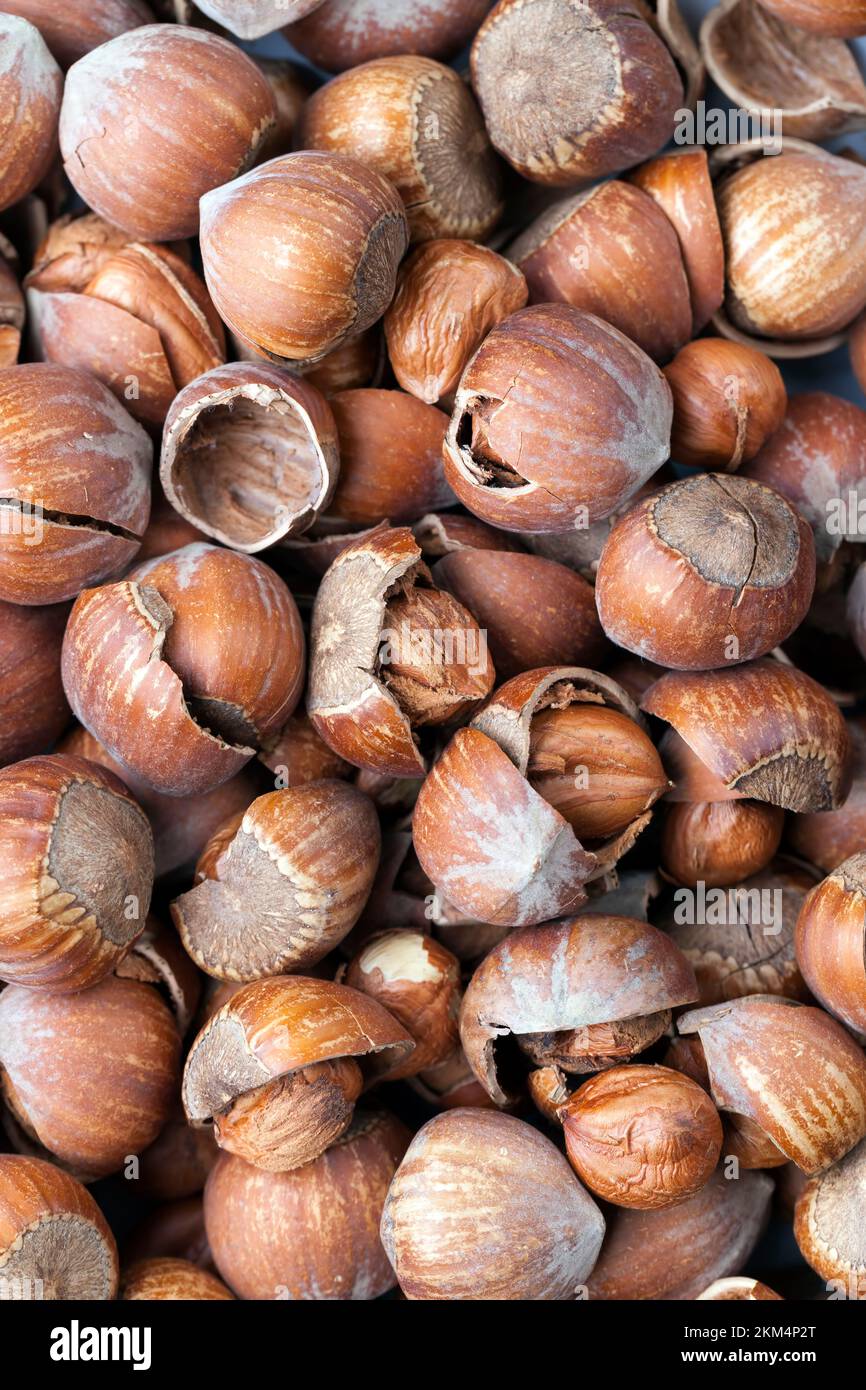 ripe hazelnuts ready for eating, hazelnuts peeled from the shell Stock ...