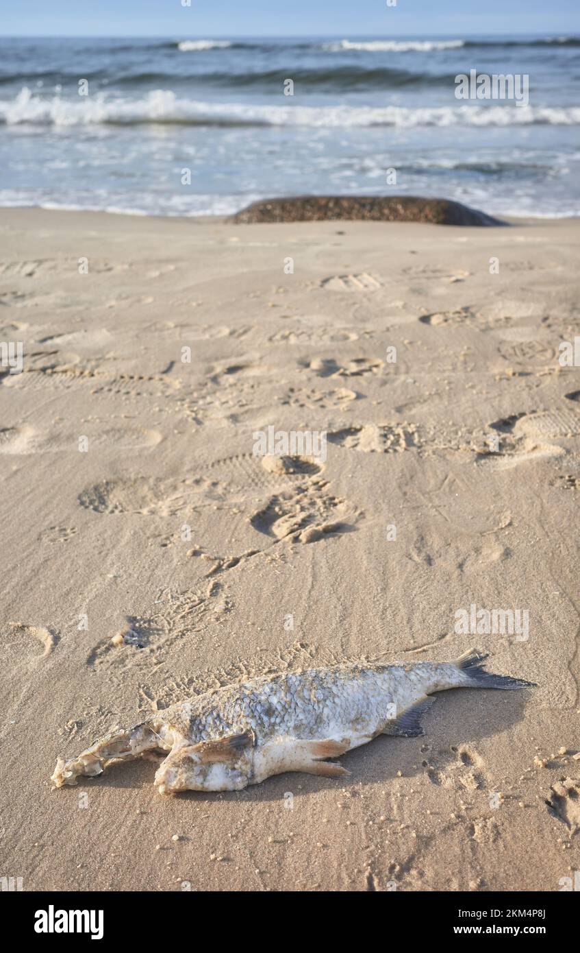 Dead headless fish on a beach, selective focus Stock Photo - Alamy