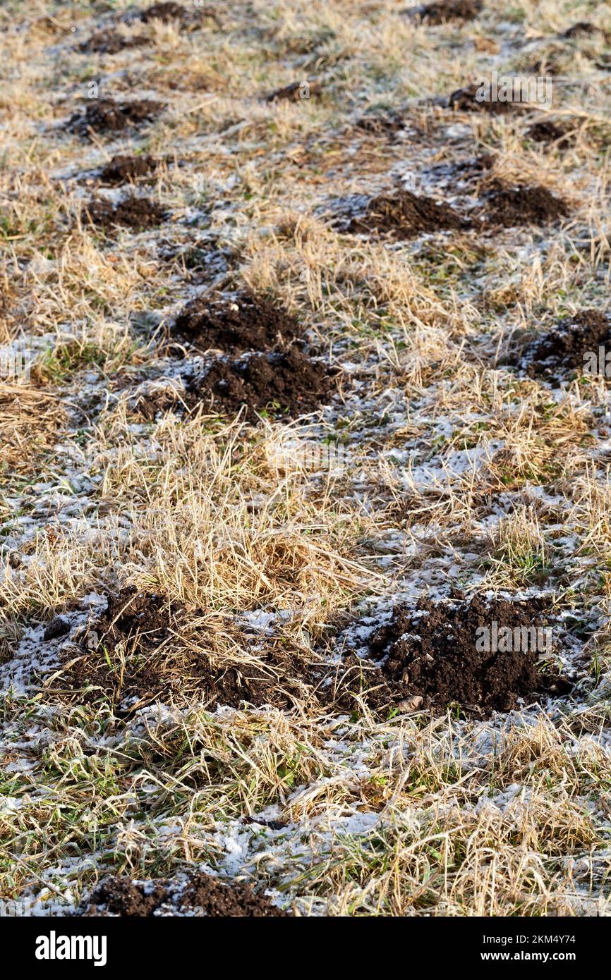 mole holes frozen in winter, a mole hole in frost in winter Stock Photo ...