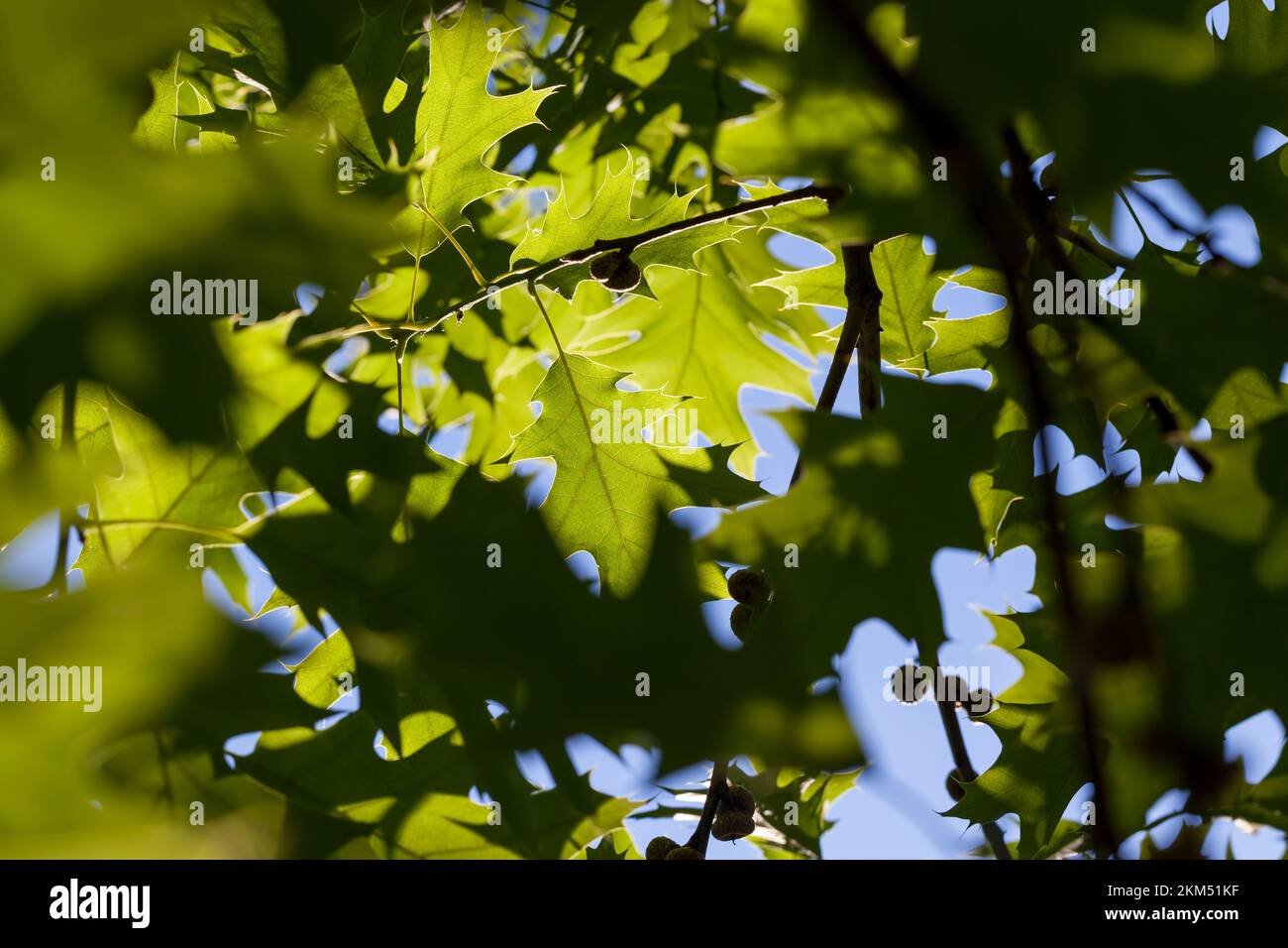 beautiful young foliage of green trees,foliage of a tree in the summer ...