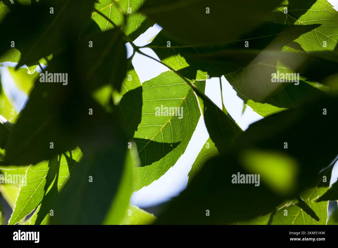 beautiful young foliage of green trees,foliage of a tree in the summer ...