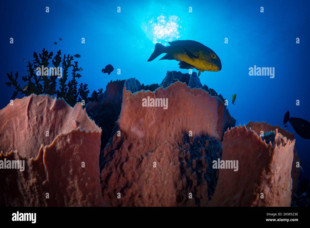 Large sea sponge growing on healthy coral reef Stock Photo - Alamy