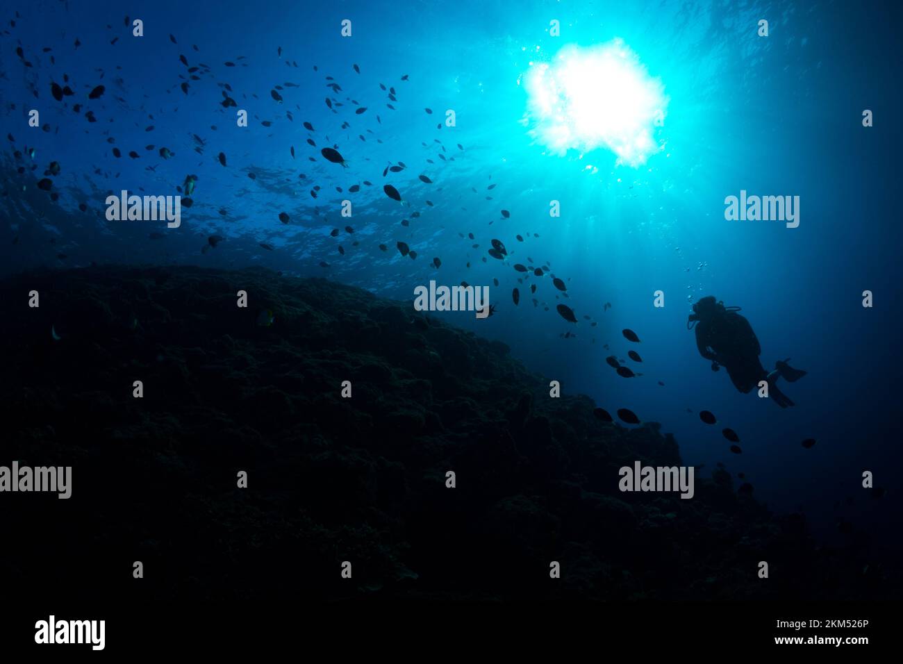 Female scuba diver finding tropical reef fish while guiding Scuba Dive ...