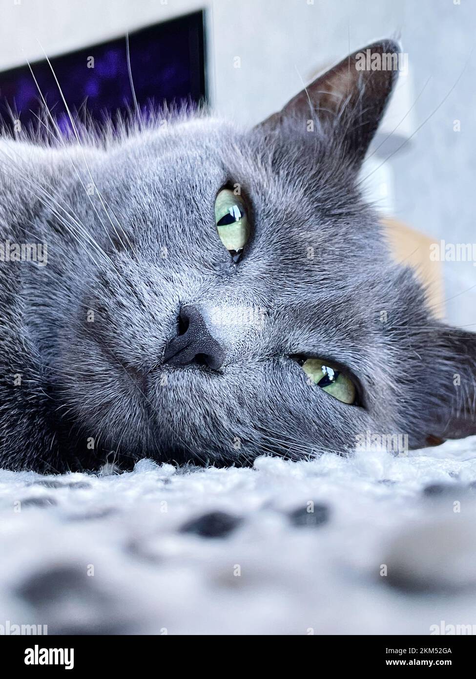 Cute closup hi-res stock photography and images - Alamy