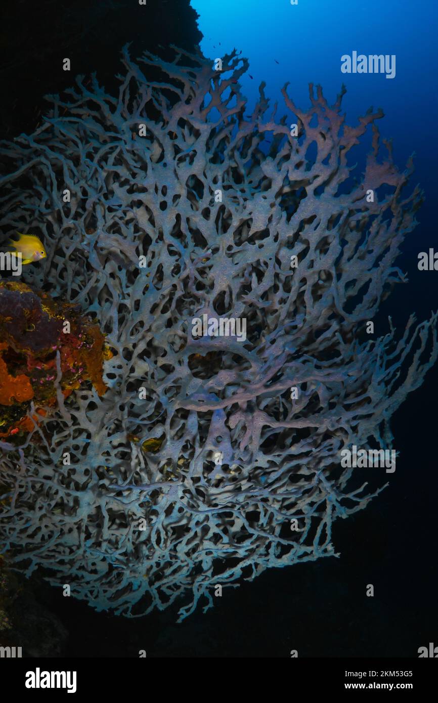 Large corals growing on healthy colorful coral reef Stock Photo - Alamy