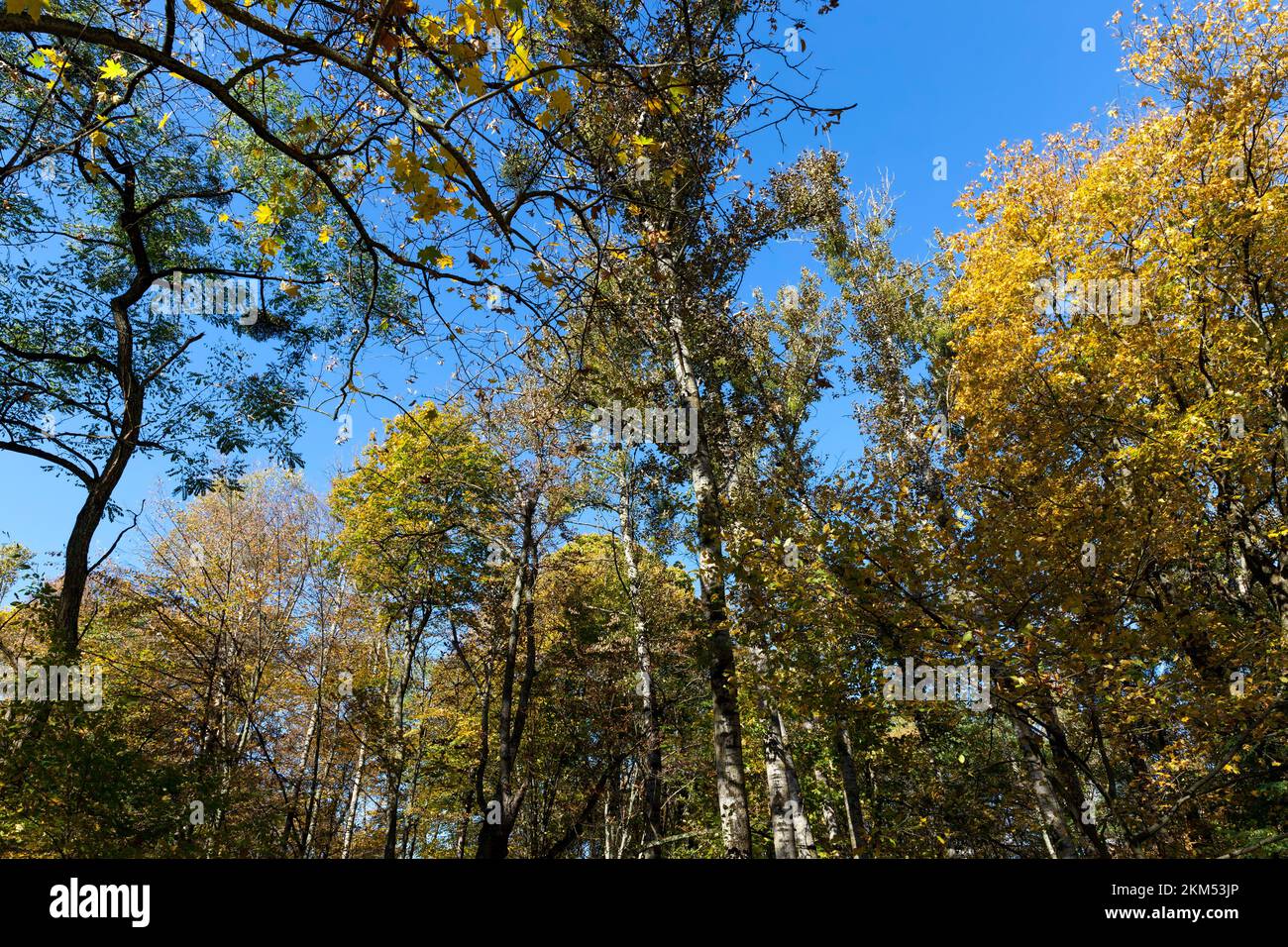 trees in a mixed forest during leaf fall, autumn forest with different ...