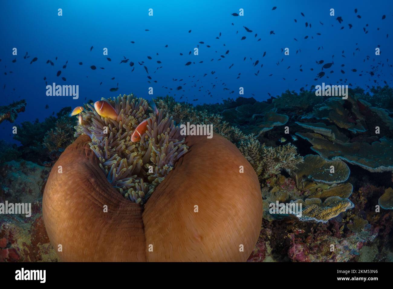 Pink skunk clownfish - swimming above anemone on coral reef Anemonefish ...