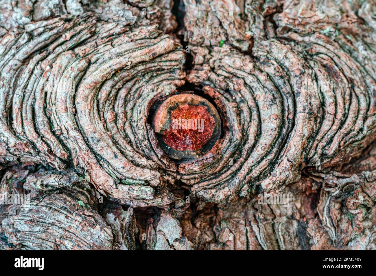 Knothole in tree trunk hi-res stock photography and images - Alamy