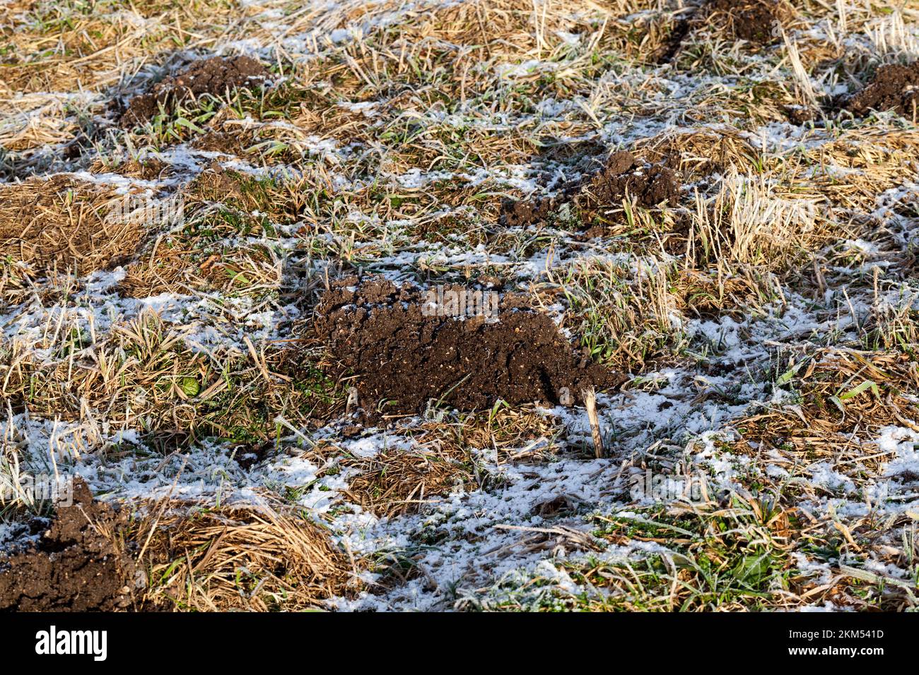 mole holes frozen in winter, a mole hole in frost in winter Stock Photo ...