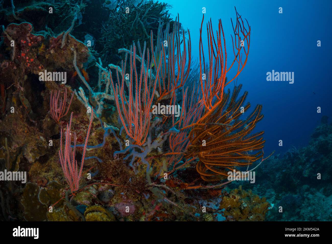 Pristine coral reef system in Papua new Guinea Stock Photo - Alamy