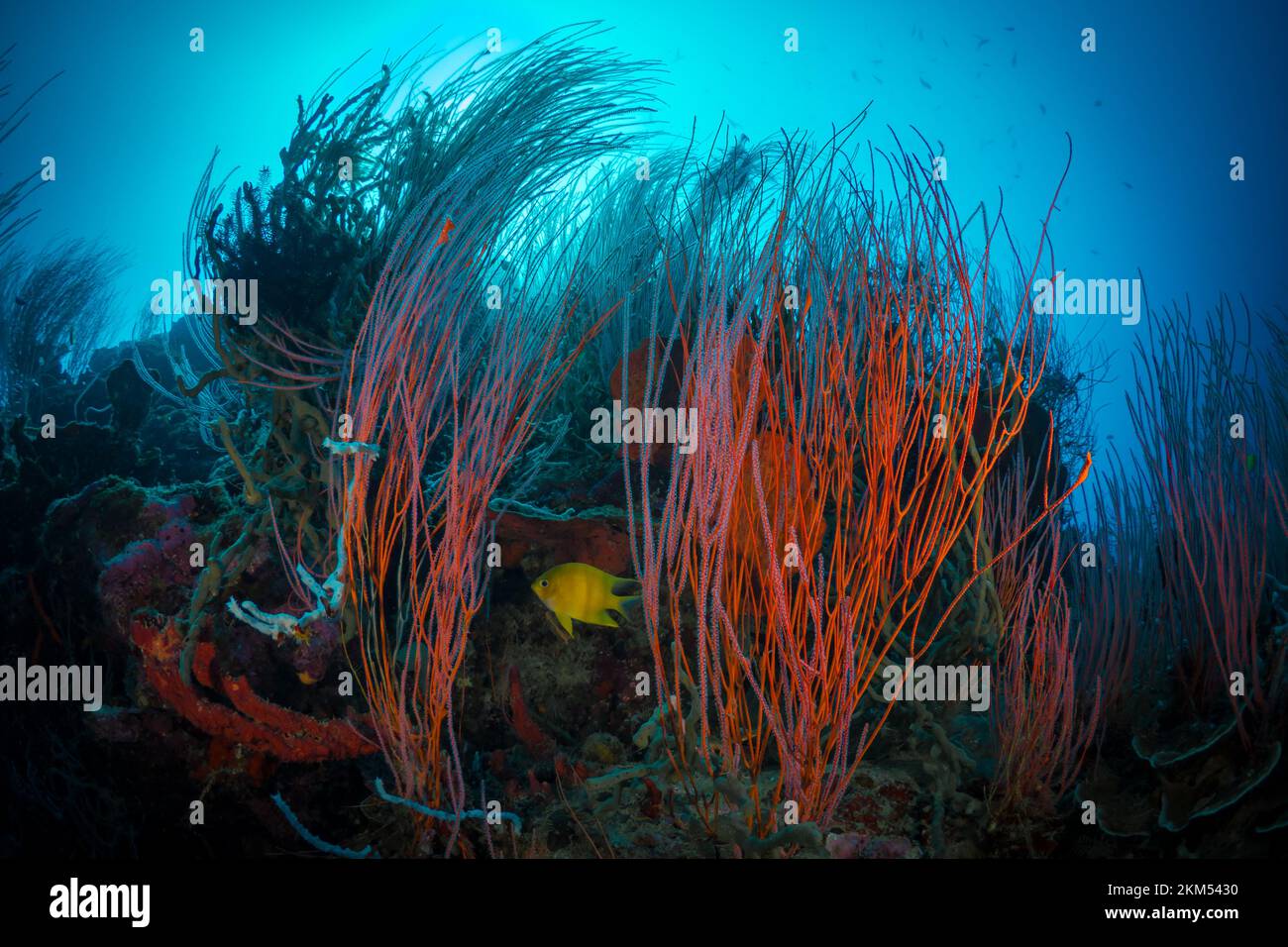 Pristine coral reef system hi-res stock photography and images - Alamy