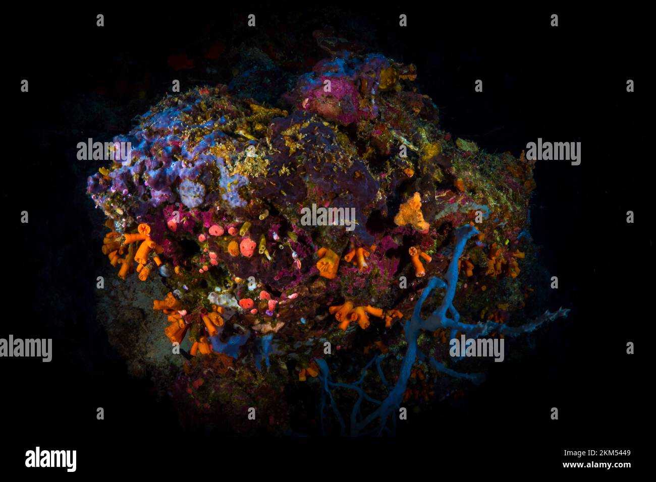 Large corals growing on healthy colorful coral reef Stock Photo - Alamy