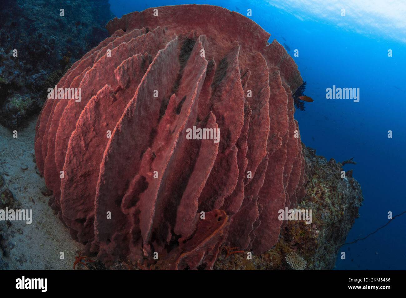 Large corals growing on healthy colorful coral reef Stock Photo - Alamy