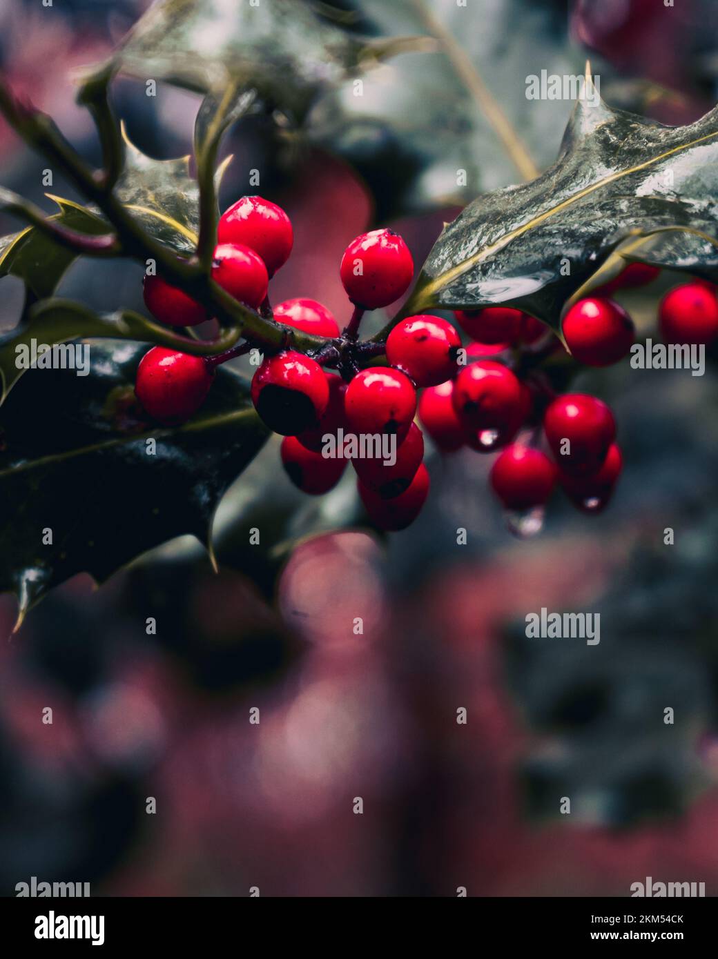 A vertical shot of red berries of the common holly shrub in the forest ...