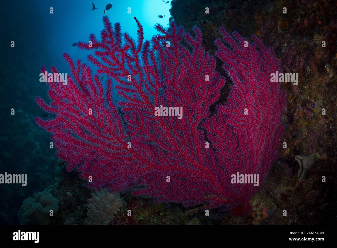 Large gorgonian Sea fan on healthy coral reef Stock Photo - Alamy