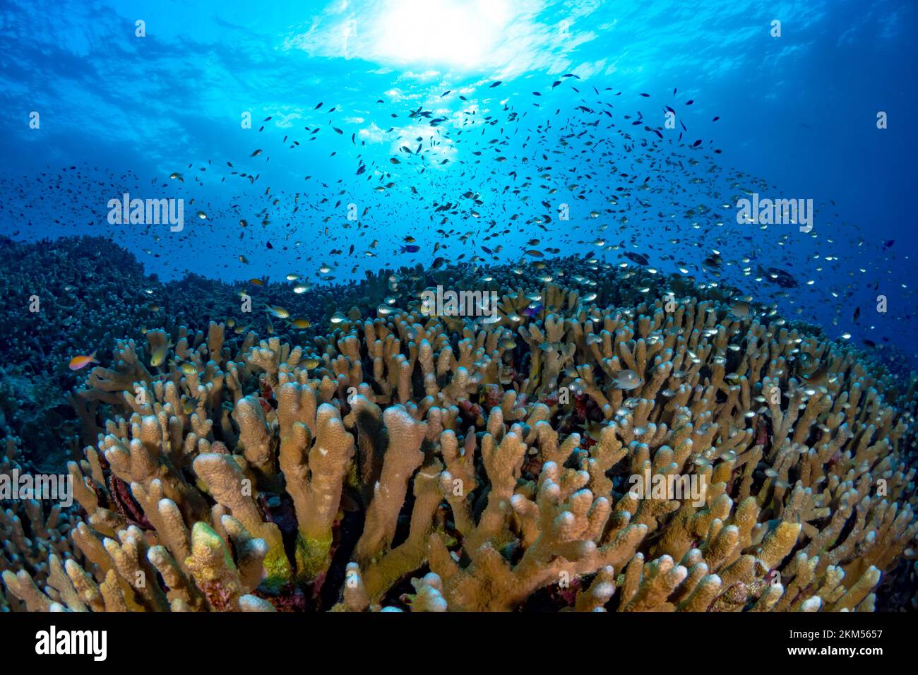 Pristine healthy hard coral garden on shallow coral reef in the Indo ...