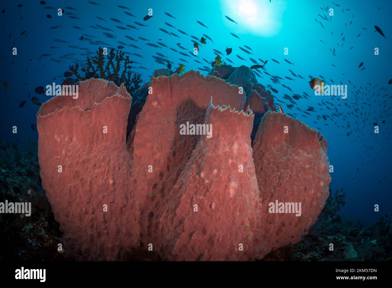 Large sea sponge growing on healthy coral reef Stock Photo - Alamy