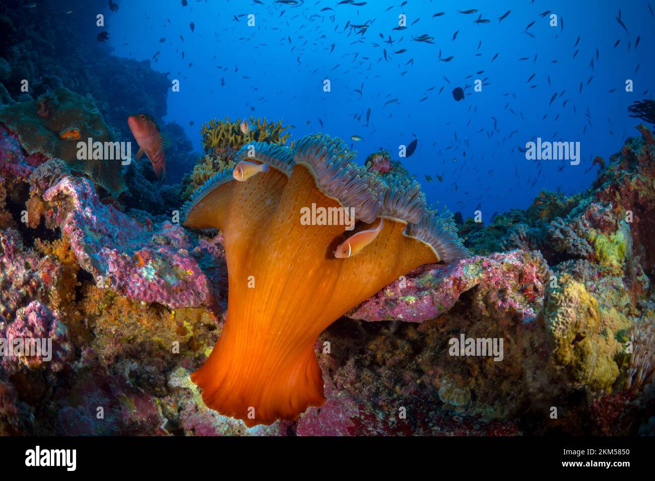 Pink skunk clownfish - swimming above anemone on coral reef Anemonefish ...