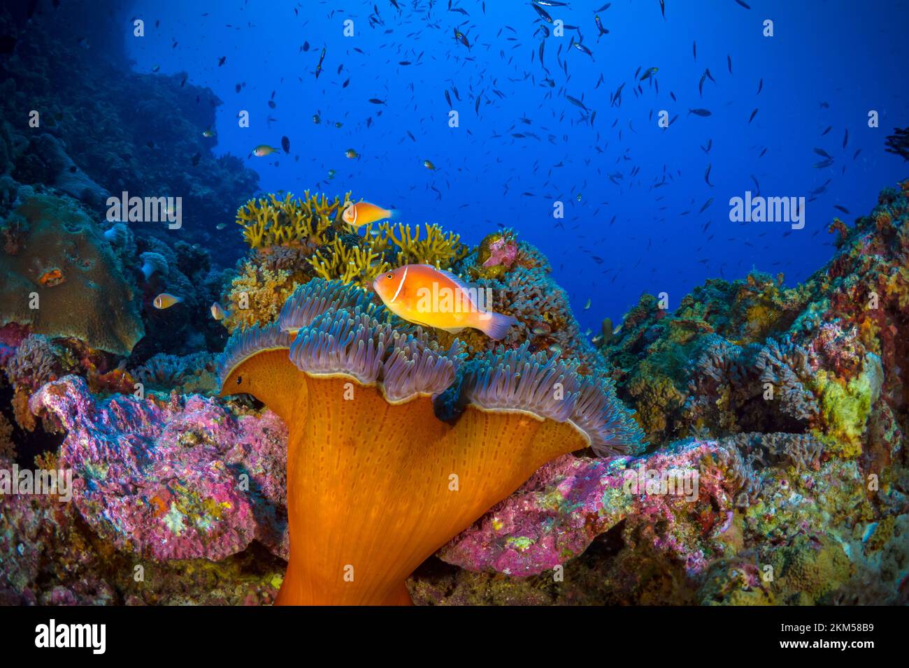 Pink skunk clownfish - swimming above anemone on coral reef Anemonefish ...