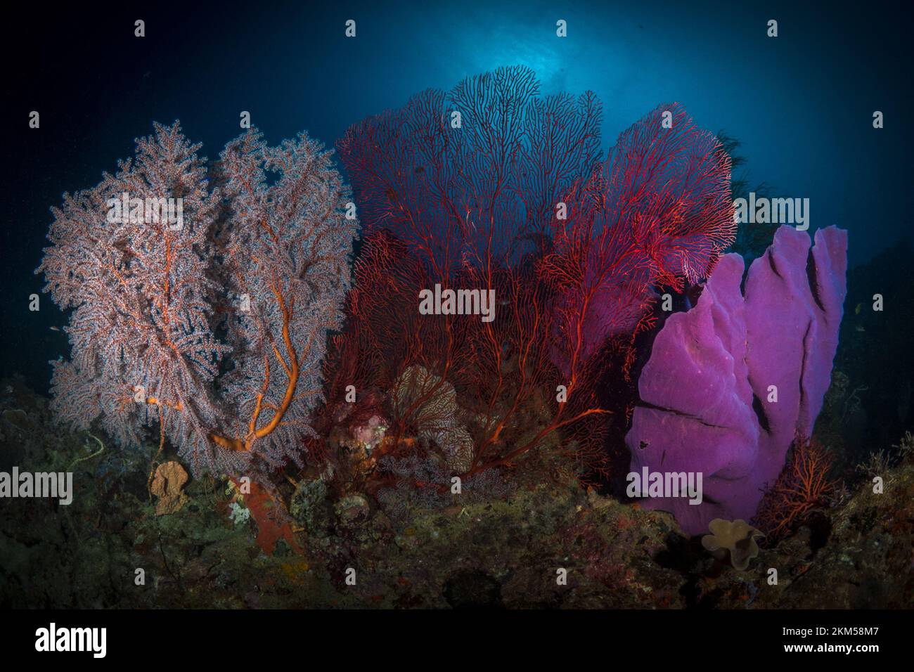 Large gorgonian Sea fan on healthy coral reef Stock Photo - Alamy